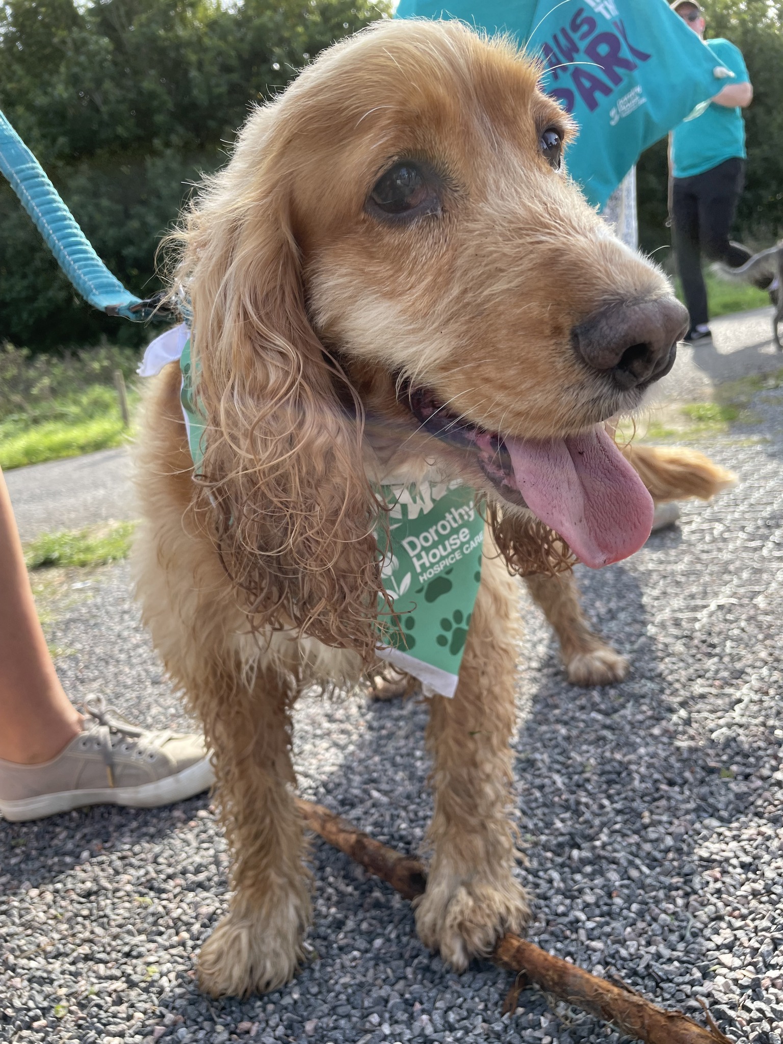 Sponsored dog walk for Dorothy House raises nearly £10,000!