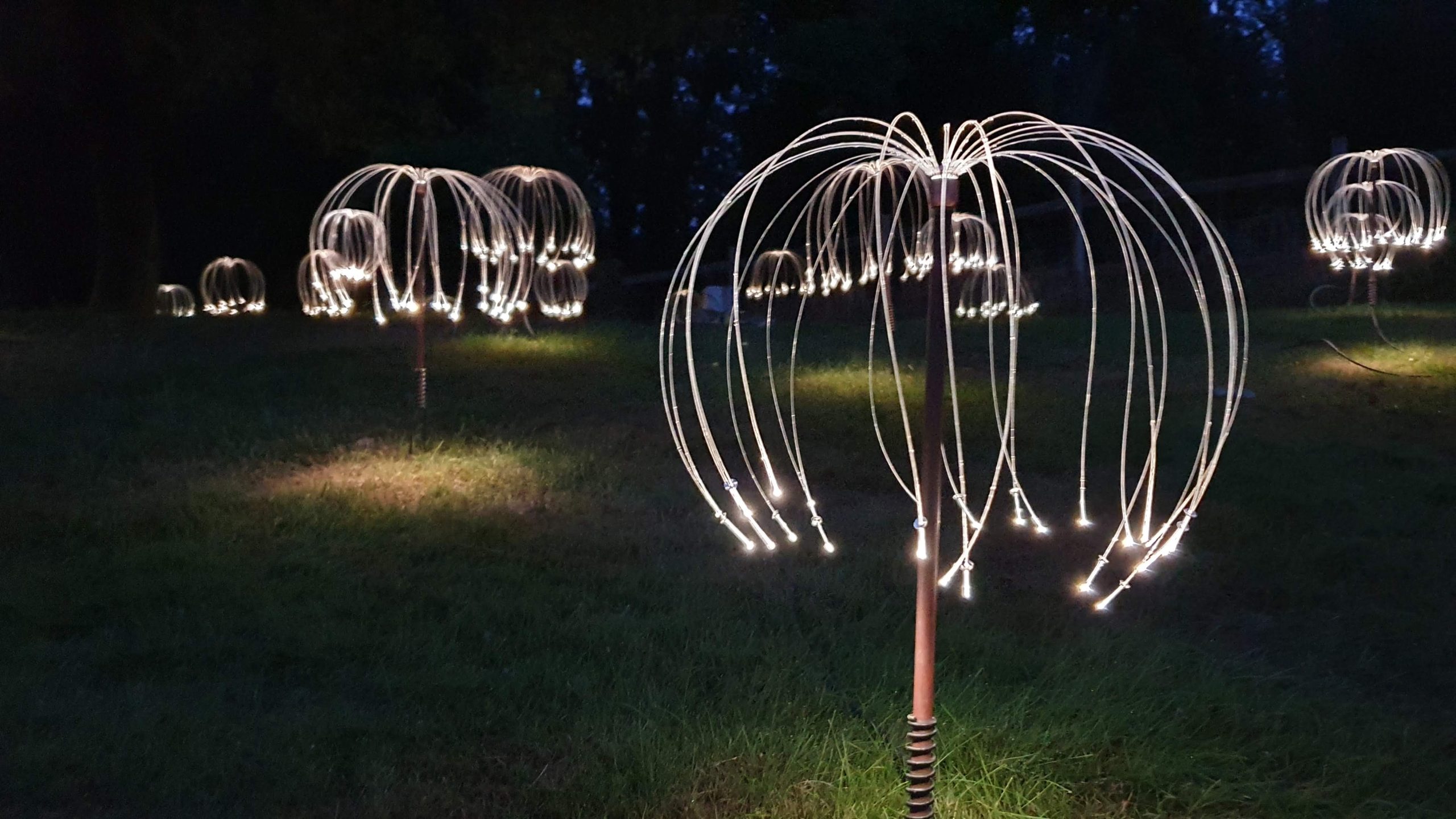 Dorothy House Firefly Celebration Evenings - September 2024